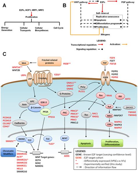 Interplay Between E2f And Other Cellular Regulators In The Direct Download Scientific Diagram