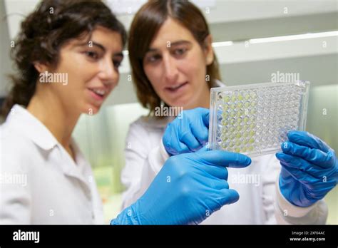 Cytotoxicity Studies Multiwell Plate Observation Of The Evaluation Of