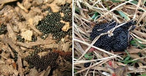 If You See These Eggs In Your Backyard Burn Them Immediately A