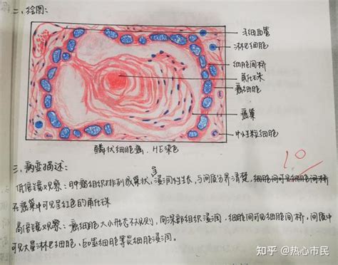 细胞结构手绘图 细胞结构图手绘图 伤感说说吧