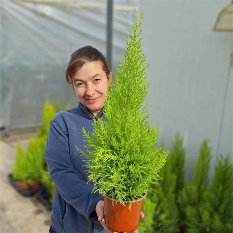 Chiparos Lemon 50 60cm 2l