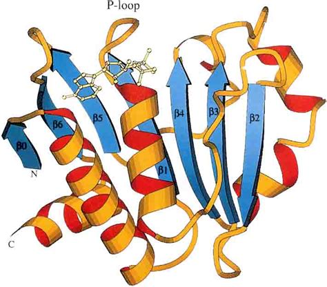 Ribbon Presentation Of The Polypeptide Fold Of Yjee Hi0065 The Adp