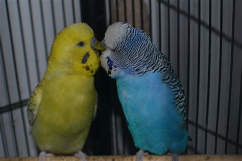 He Went To Feed Maloh After Maloh Had Been Eating Poo R Budgies