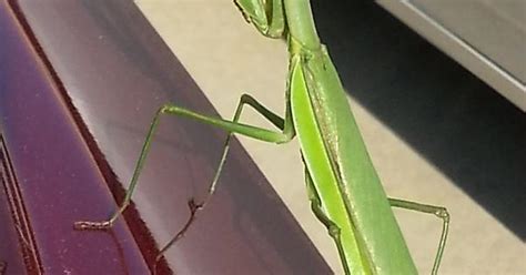 Mantis Of Prayer Meme On Imgur