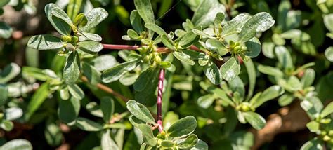 2 Common Purslane Look Alikes