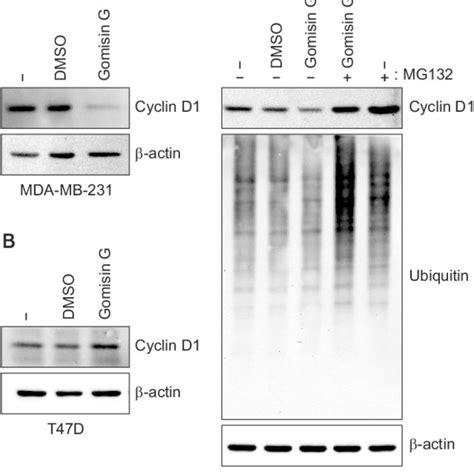 Gomisin G Induced Cyclin D1 Degradation In Mda Mb 231 Cells A