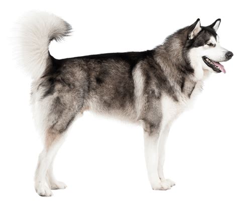 Alaskan Malamute Naturerules1 Wiki Fandom