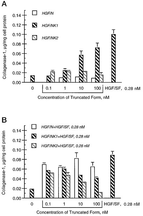 Hgf Nk1 Stimulates Collagenase 1 Production Hgf Nk2 Inhibits