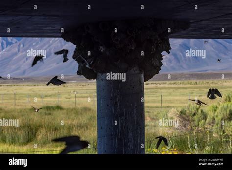 Cliff Swallows Tend To Their Mud Nests Under A Bridge At Benton