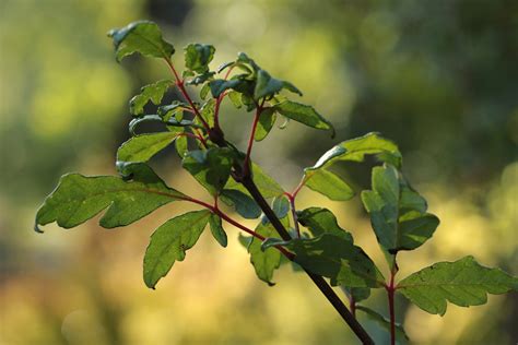 Paperbark Maple Acer Griseum Twin Branch Nursery