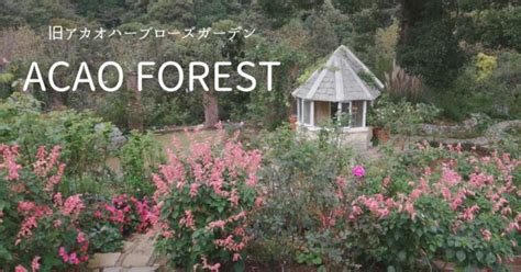Acao Forest
