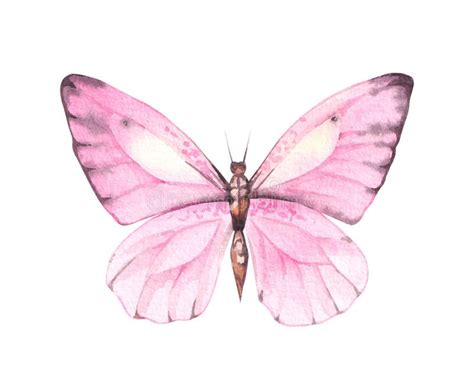 Mariposa Rosa Acuarela Con Alas Abiertas Stock de ilustración