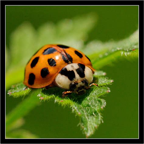 Coccinelle