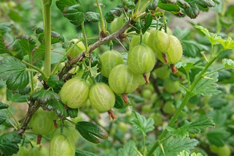 Ribes Uva Crispa