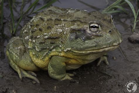 Pyxicephalus Adspersus Gaint Bullfrog — Nicolau Ecology