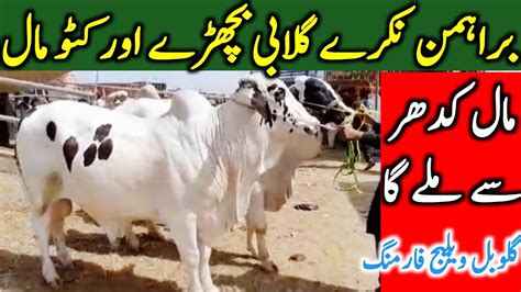 Qurbani 2025 Kato Qurbani Sahiwal Cholistani Bachre Mandi Information