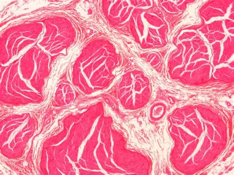 High Quality Lab Microscope Glass Slides Medical Parasite Microscope Slides Compact Bone