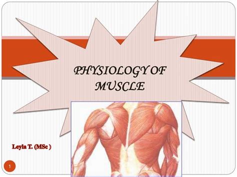 Skeletal Muscle Structure And Function Pptx