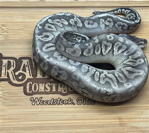Silver Streak Ball Python By Crabtrees Contrictors