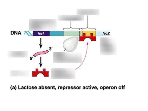 Gene Expression Diagram Quizlet