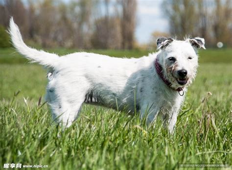 狗摄影图 家禽家畜 生物世界 摄影图库 昵图网