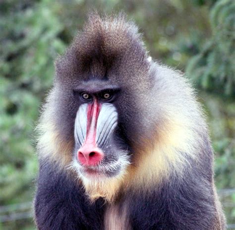 Mandrill Free Stock Photo Public Domain Pictures