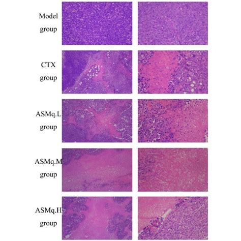 Pathological Examination Of Mice Tumor Tissues Download Scientific