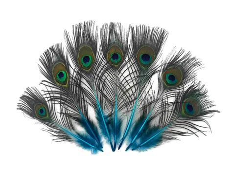 Peacock Feathers 10 Pieces Turquoise Blue Mini Natural Etsy