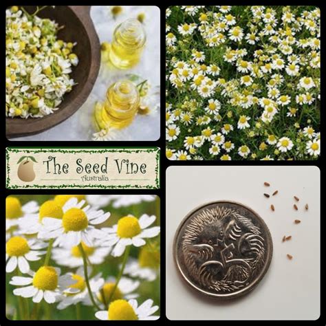 Anthemis Nobilis Roman Chamomile Organic The Seed Vine