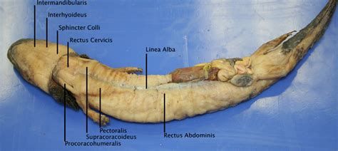 Necturus Dissection