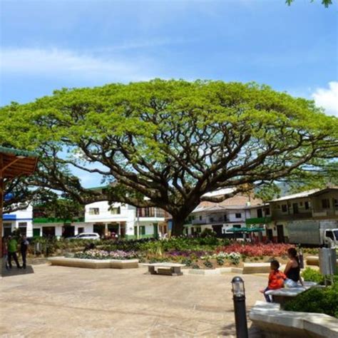 Pohon Trembesi Adalah Agro Bejo Tani