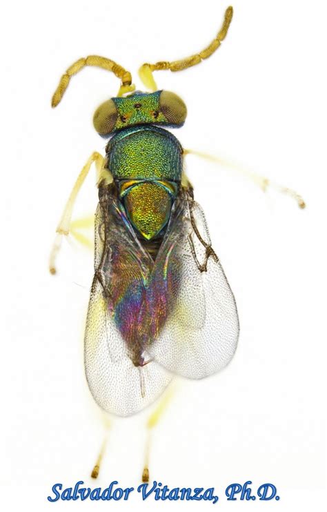 Hymenoptera Encyrtidae Psyllaephagus Bliteus Encyrtids Male A Urban