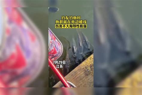 男子钓鱼时 鱼群就在旁边嬉戏，伤害性不大 侮辱性极强伤害性鱼群侮辱性