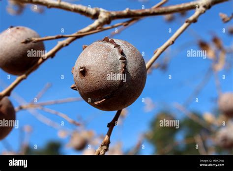 Gall Oak Quercus Infectoria Tree Aleppo Oak Or Manjakani Closeup On
