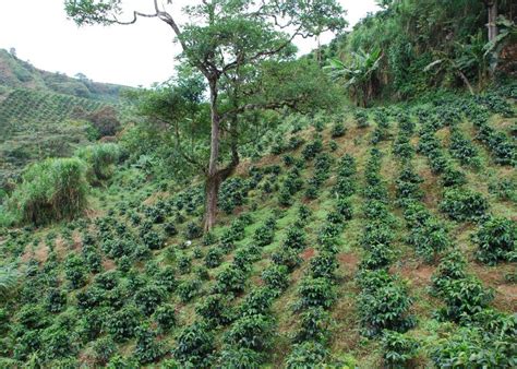 Producción De Café De Colombia En 2020 Fue De 139 Millones De Sacos