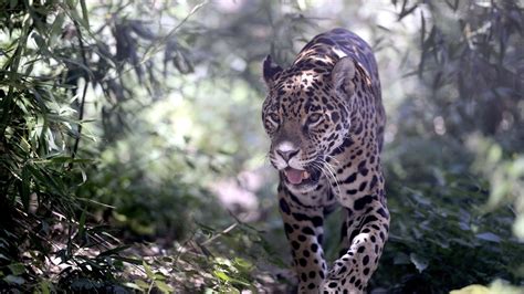 Ocelot Hd Wallpapers