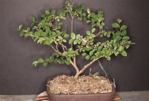 Dwarf Crepe Myrtle R Bonsai