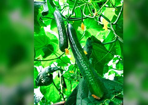 Del Fresco Pure Expands Organic Produce Line