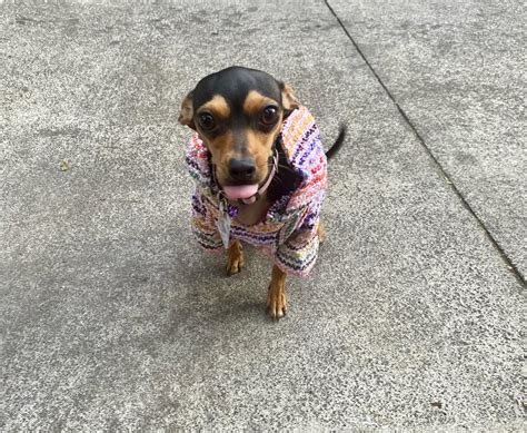 Gua Gua Ponchos Esta Preciosa Si Que Se Ve Perrona Con Su