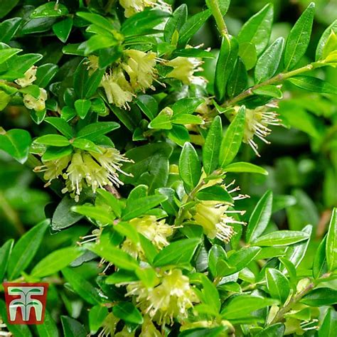 Honeysuckle Lonicera Pileata 9cm Potted Plant X 1