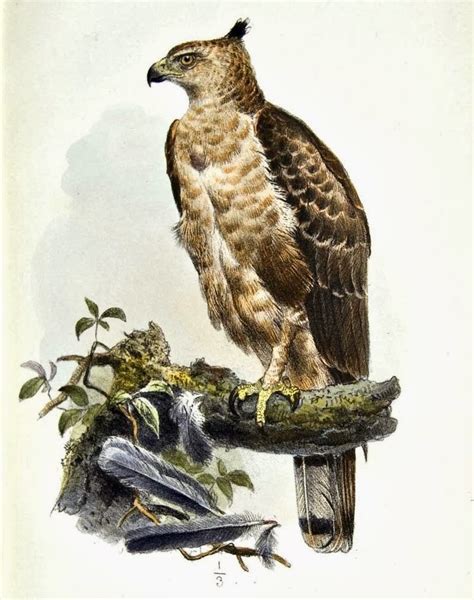 Tierra de águilas halcones aguiluchos y otras rapaces Águila azor de