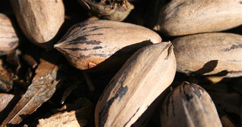 New Lipan Pecan Variety Offers Good Yield Disease Resistance Farm