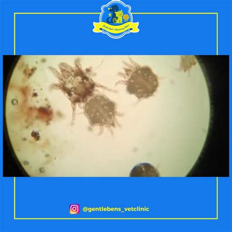 Rabbit Ear Mites Psoroptes Cuniculi Are A Common Mite Found On Rabbits Symptoms Include