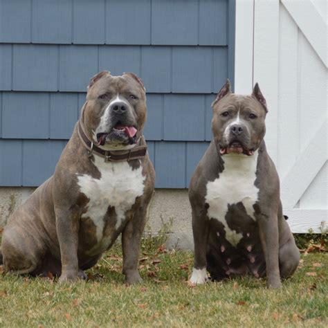 American Pit Bull Terrier Puppies For Sale Toms River Nj 272081