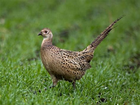 Female Pheasants Male Vs Female Identification Guide Birdfact
