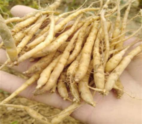 鹰潭太子参种苗 邵东县兴宜仿态材种植专业合作社 八方资源网