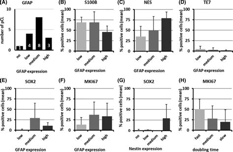 Immunocytochemical Characterization Of The Primary Glioblastoma Cell