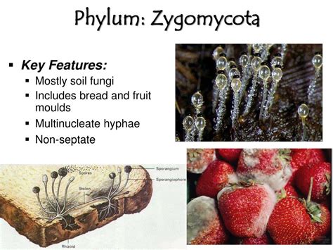 Ppt Kingdom Fungi Powerpoint Presentation Free Download Id5339753