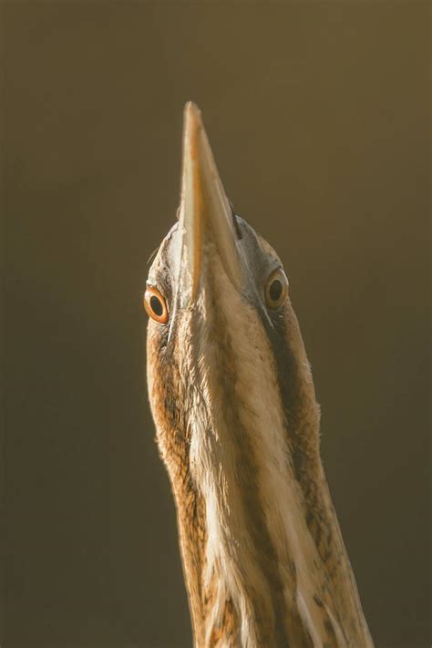 [tomt][video][2010s]russian Youtube Video Of A Bittern Bird R