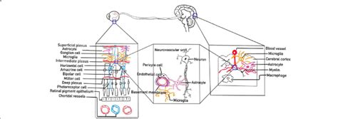 Schematic Diagram Of Neurovascular Units Of The Retina And Brain
